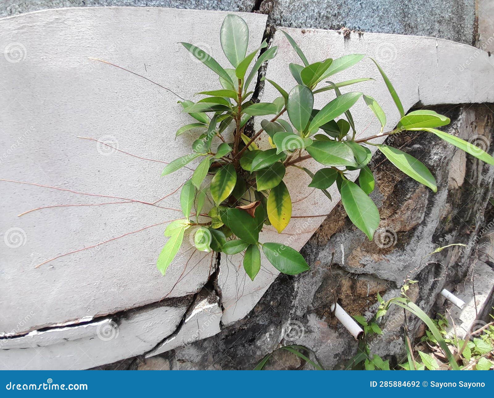 Cracks in Concrete Walls Overgrown with Wild Plants. Stock Photo ...