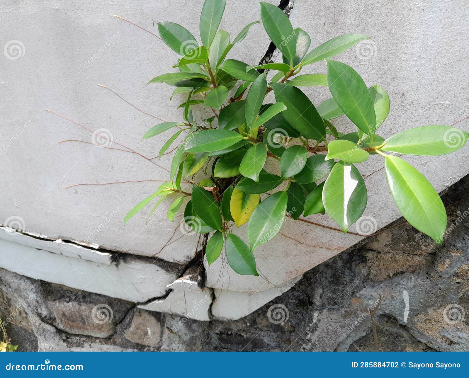 Cracks in Concrete Walls Overgrown with Wild Plants. Stock Photo ...