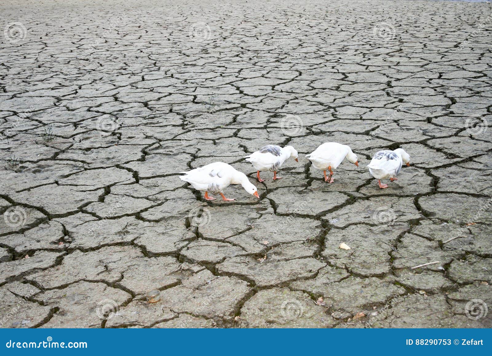 Cracks in the Ground and Birds Stock Image - Image of birds, heat: 88290753
