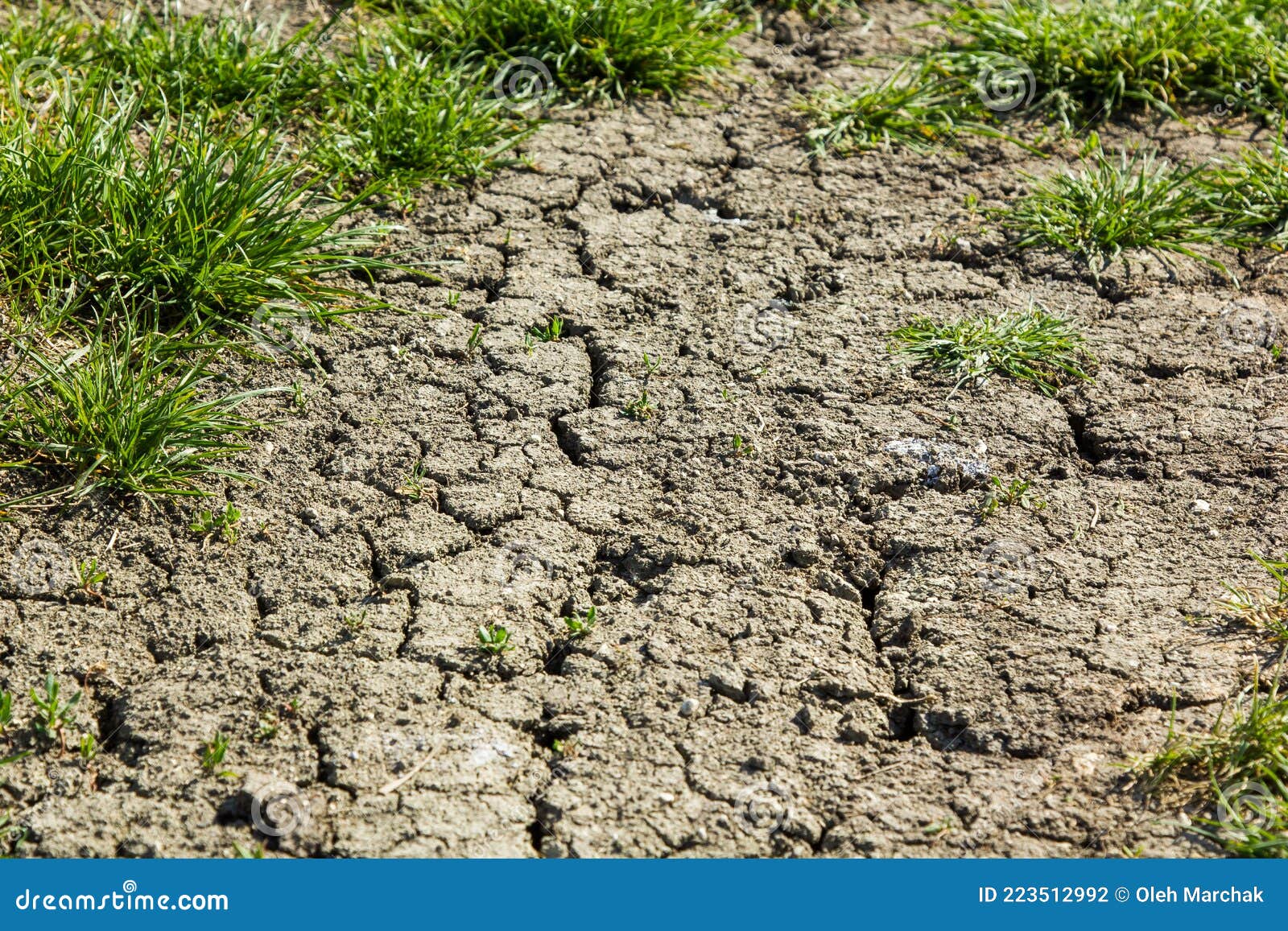 Cracks on the Ground during a Drought Stock Photo - Image of growth ...