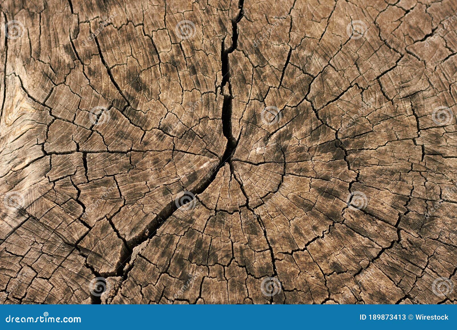 Cracks, Lines, and Patterns of the Cute Tree S Surface Stock Image ...