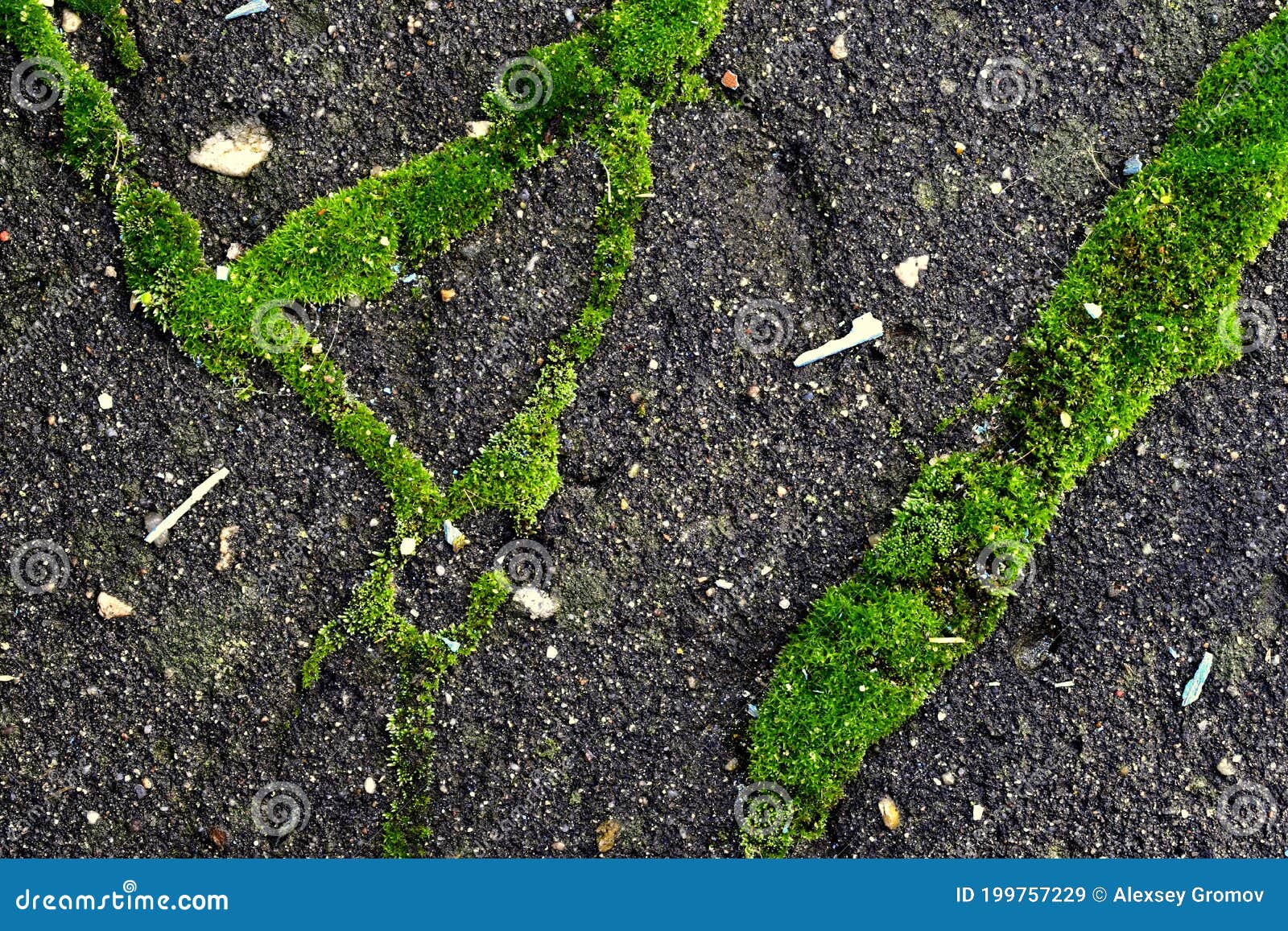 Cracks in the Asphalt Overgrown with Moss Stock Image - Image of ...