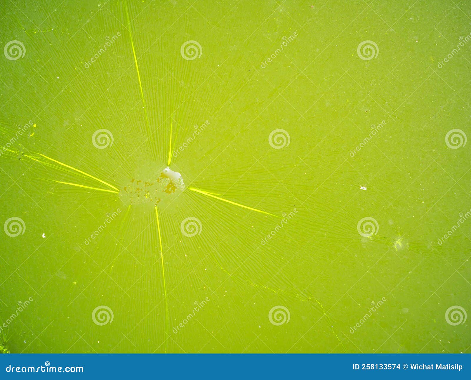 Cracks of Surface of the Moss Stock Photo - Image of aquatic, biology ...
