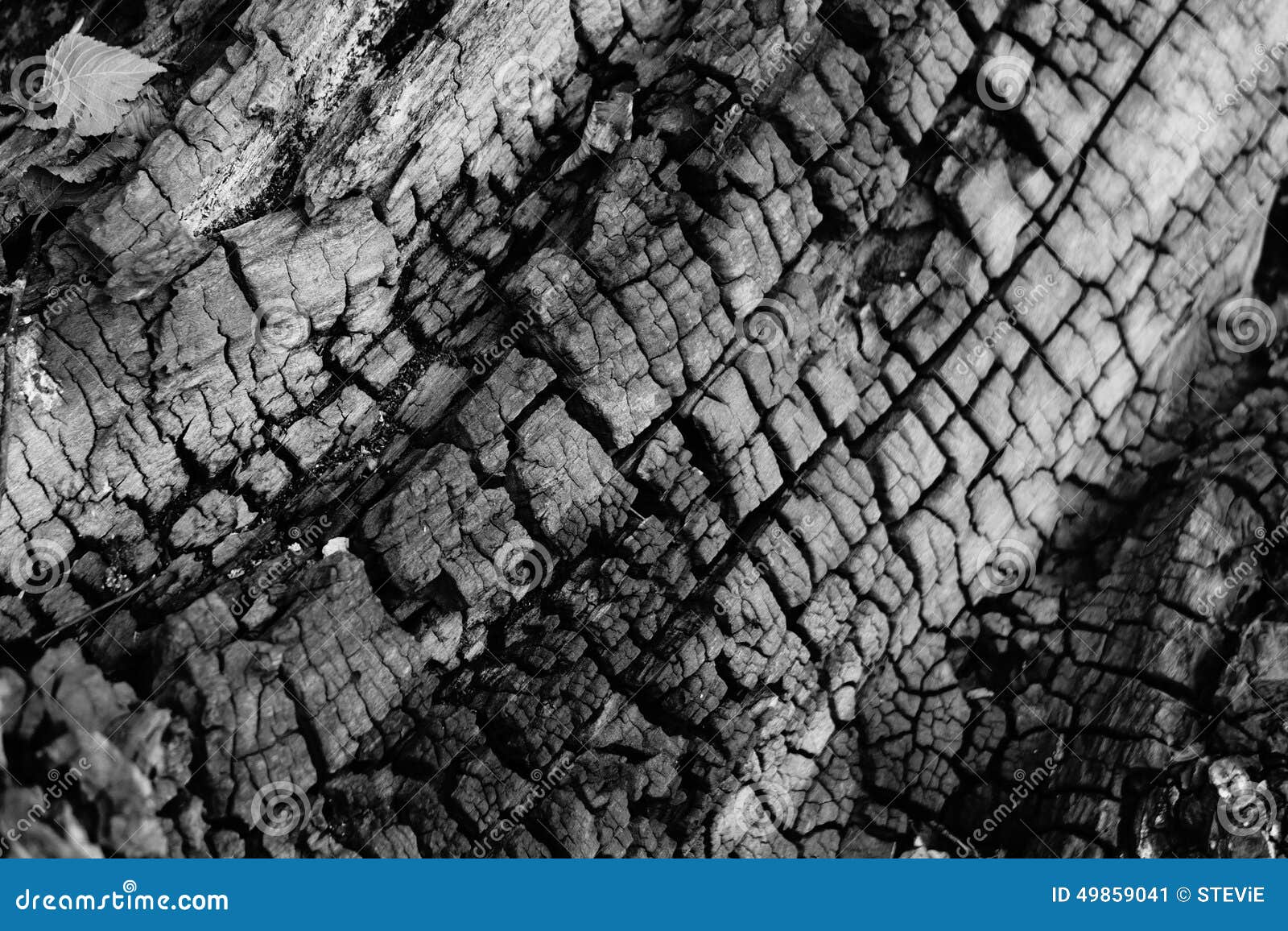 Cracks of a tree stock image. Image of scarring, wood - 49859041