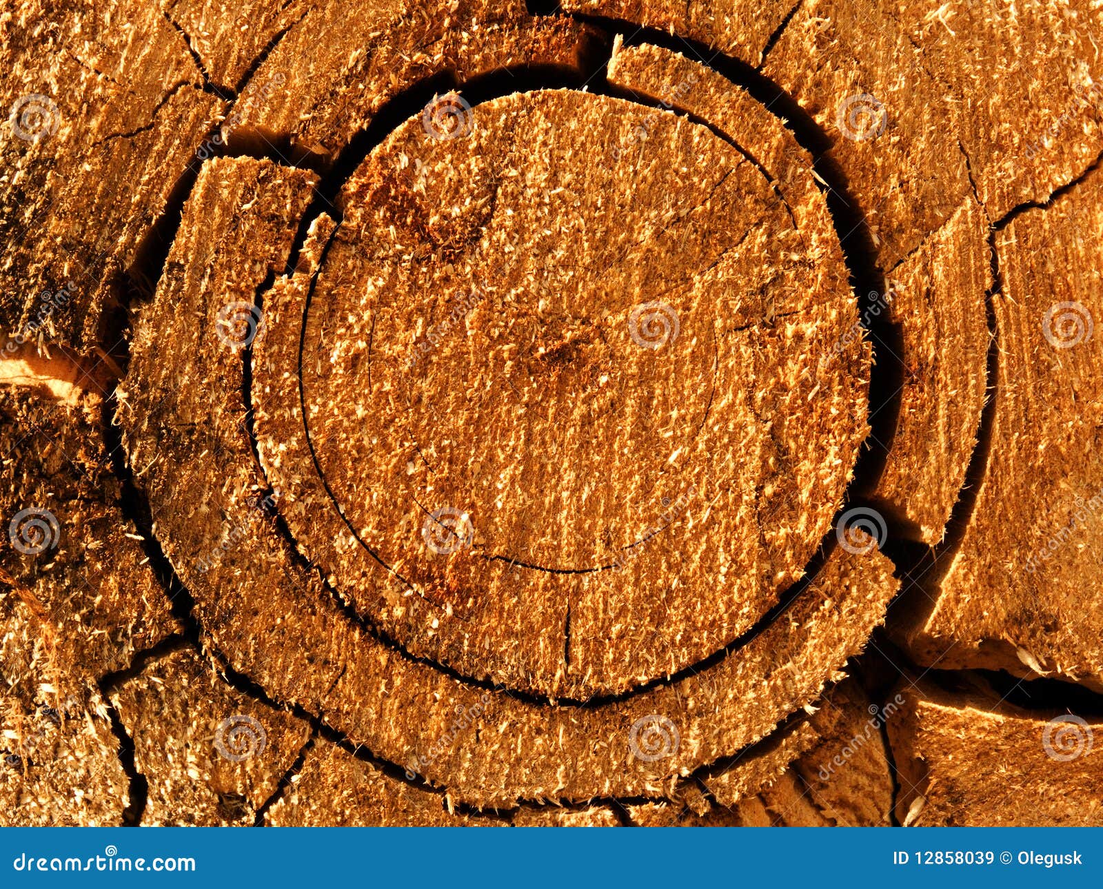 Cracks tree oak stock image. Image of plant, tree, closeup - 12858039