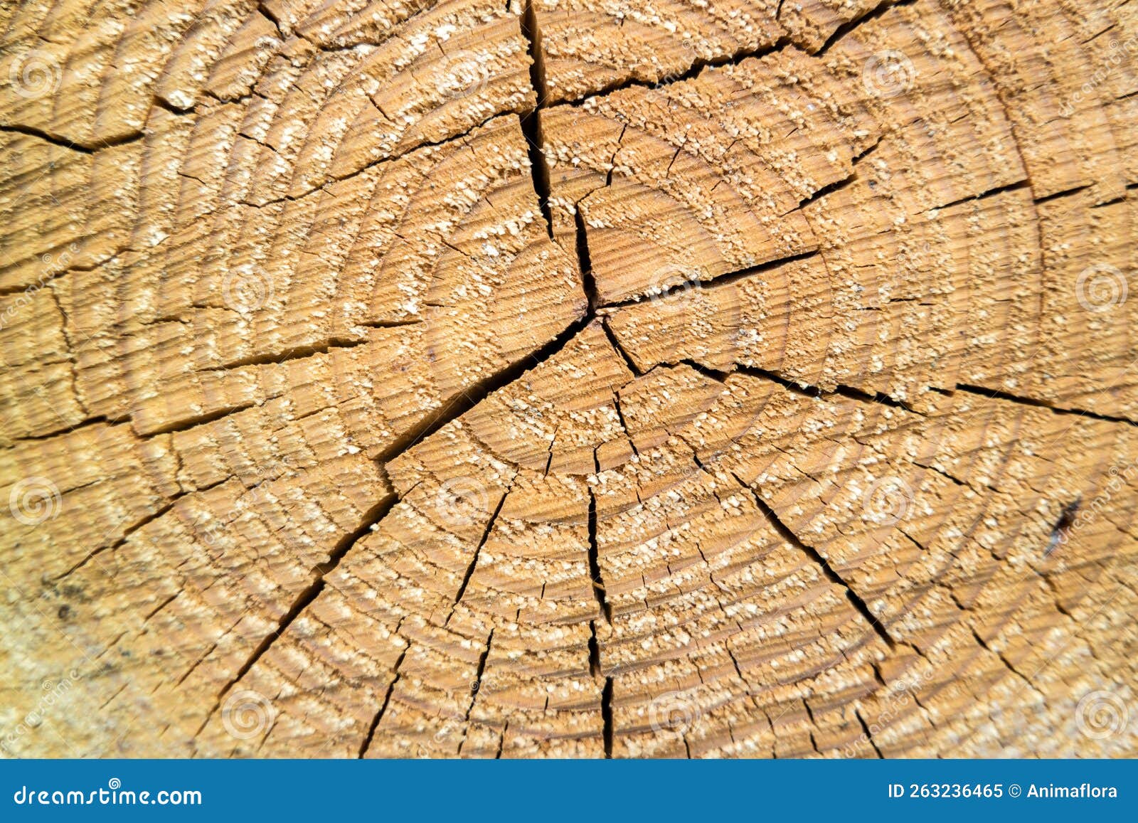 Cracks in a Tree Trunk Across Stock Image - Image of wood, surface ...