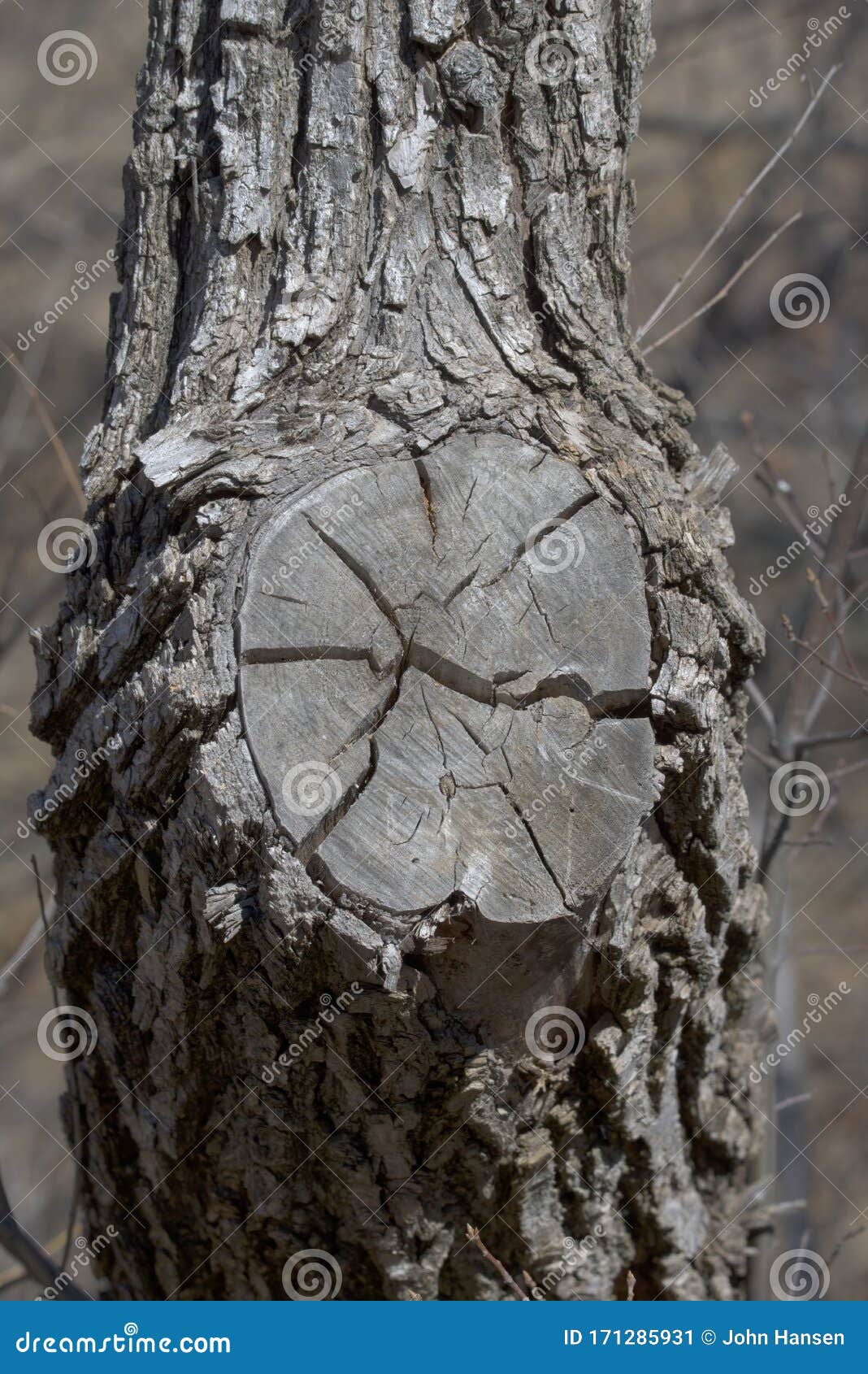 Cracked circle stock image. Image of tree, circle, cracked - 171285931