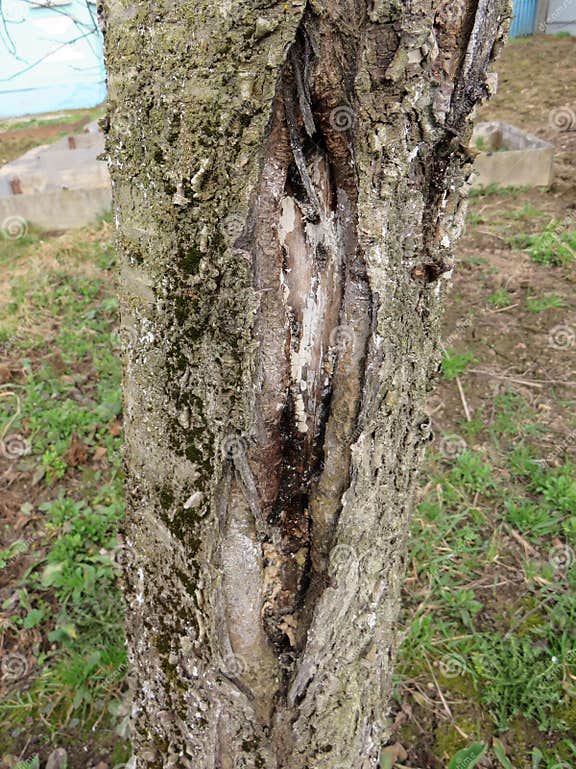 Cracks in the Trunk of a Cherry Stock Image - Image of spring, nature ...