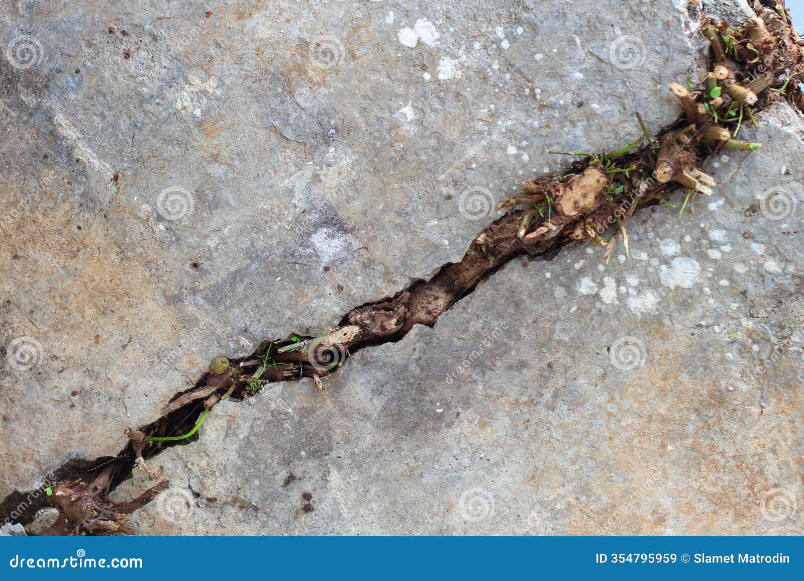 Plant Roots that Damage the Wall Stock Image - Image of insect, natural ...