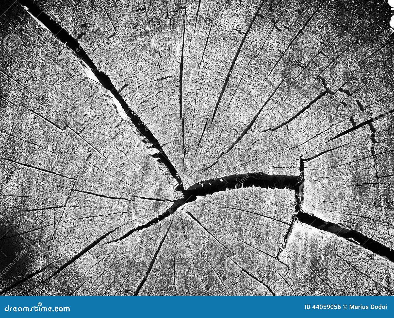 Cracks stock photo. Image of pattern, tree, trunk, wooden - 44059056