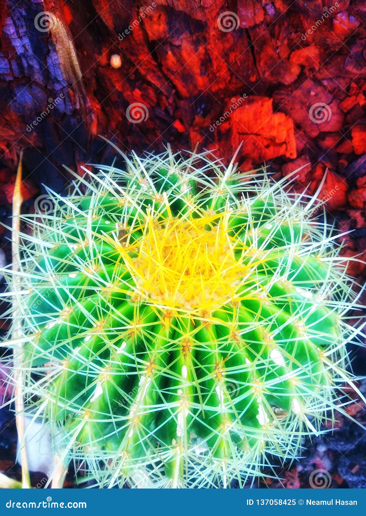 Cractus Stock Photos - Free & Royalty-Free Stock Photos from Dreamstime