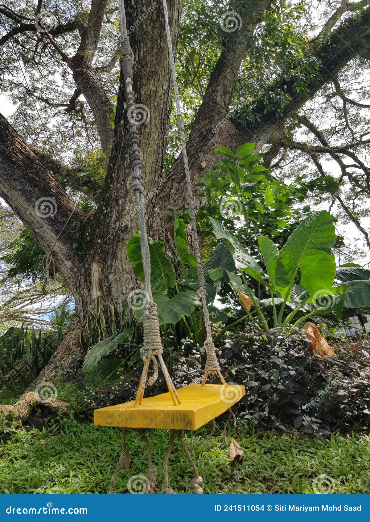 The Cradle at the in the Garden Stock Photo - Image of sunlight, leaf ...