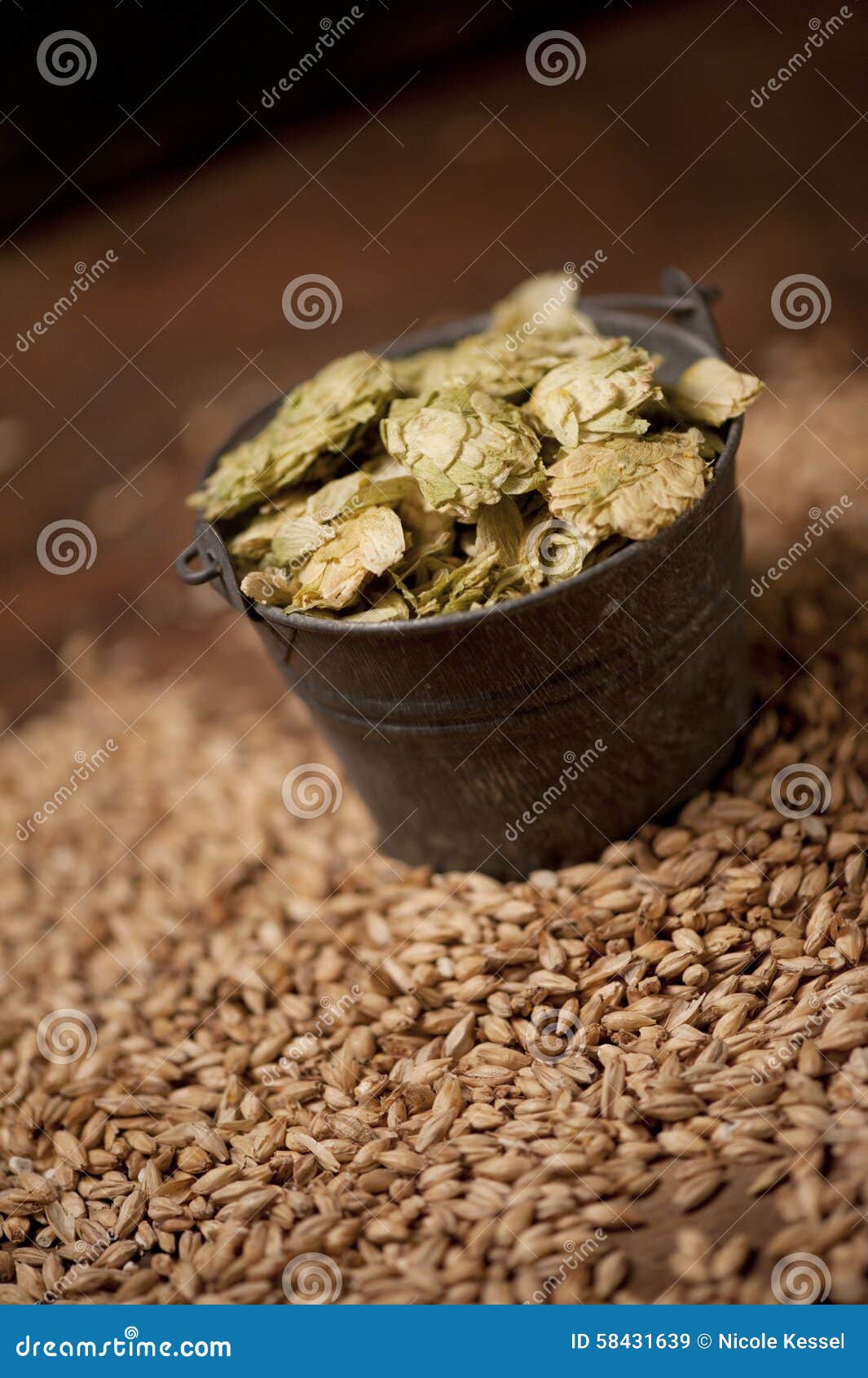 Craft Beer Ingredients stock image. Image of simple, barley - 58431639