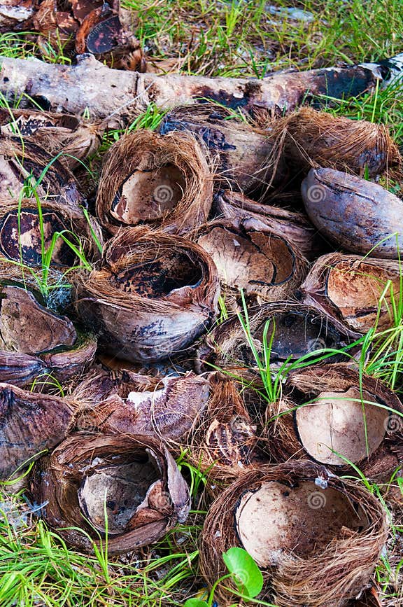Craft Coconut Shells Thrown on the Ground for Fertilizing the Soil ...