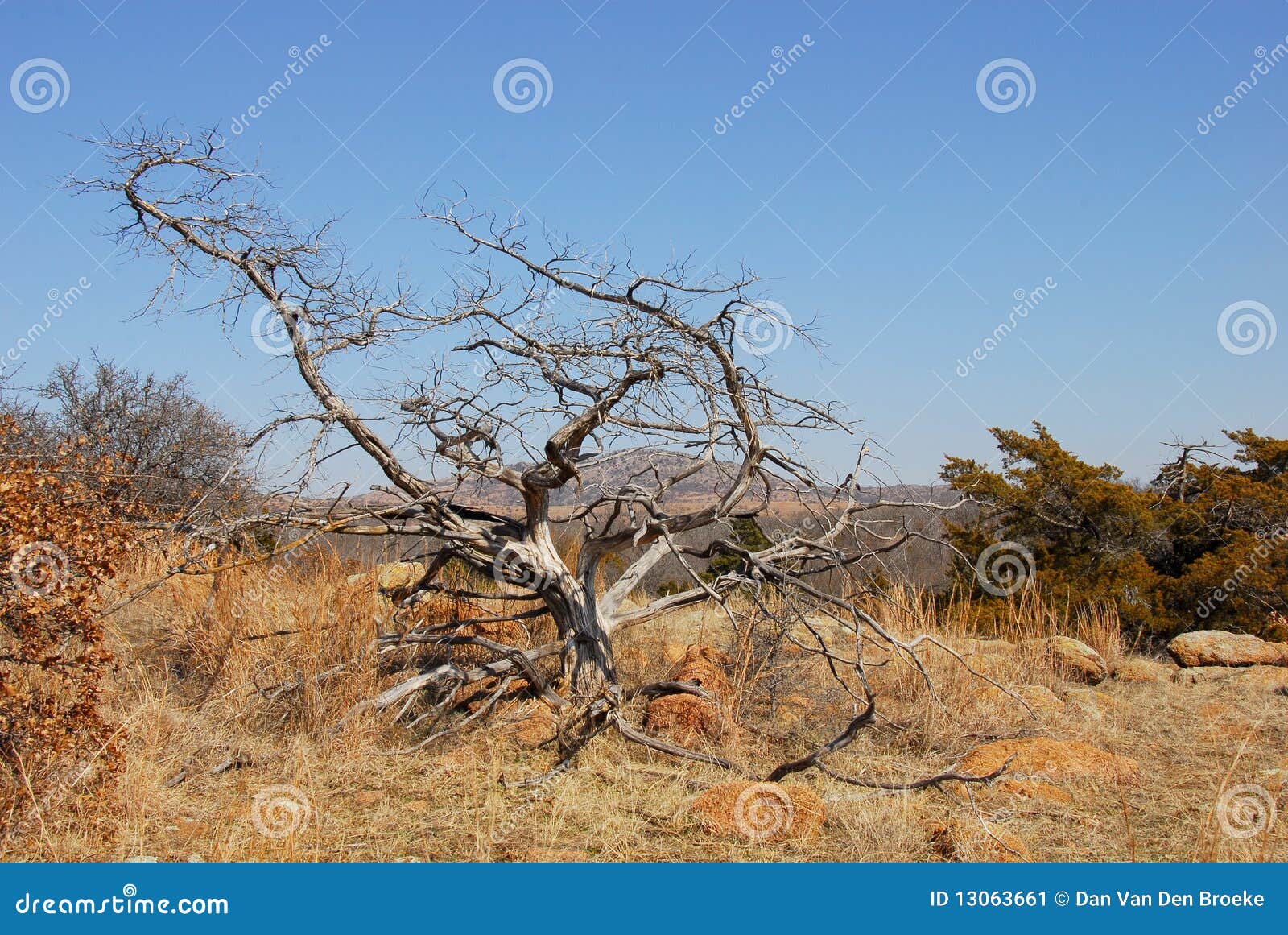 Craggy tree stock image. Image of grass, group, prairie - 13063661