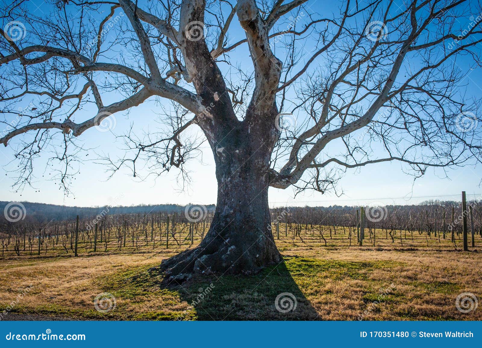 Spooky Vineyard Tree in Foreground Stock Photo - Image of vineyard ...