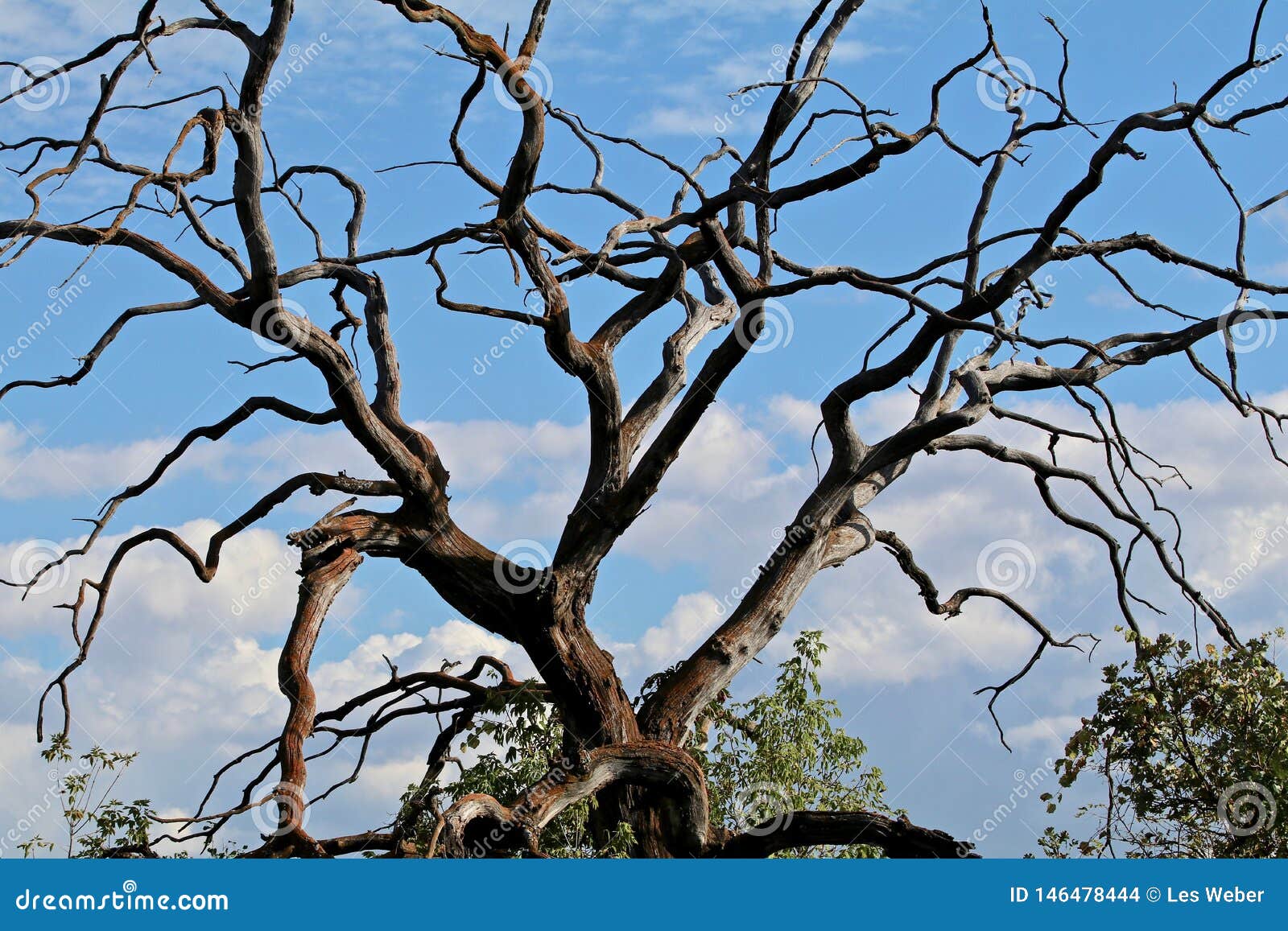 Craggy Tree stock photo. Image of clouds, branch, lifeless - 146478444