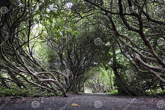 Craig y nos , trees, path stock photo. Image of brecon - 97396866