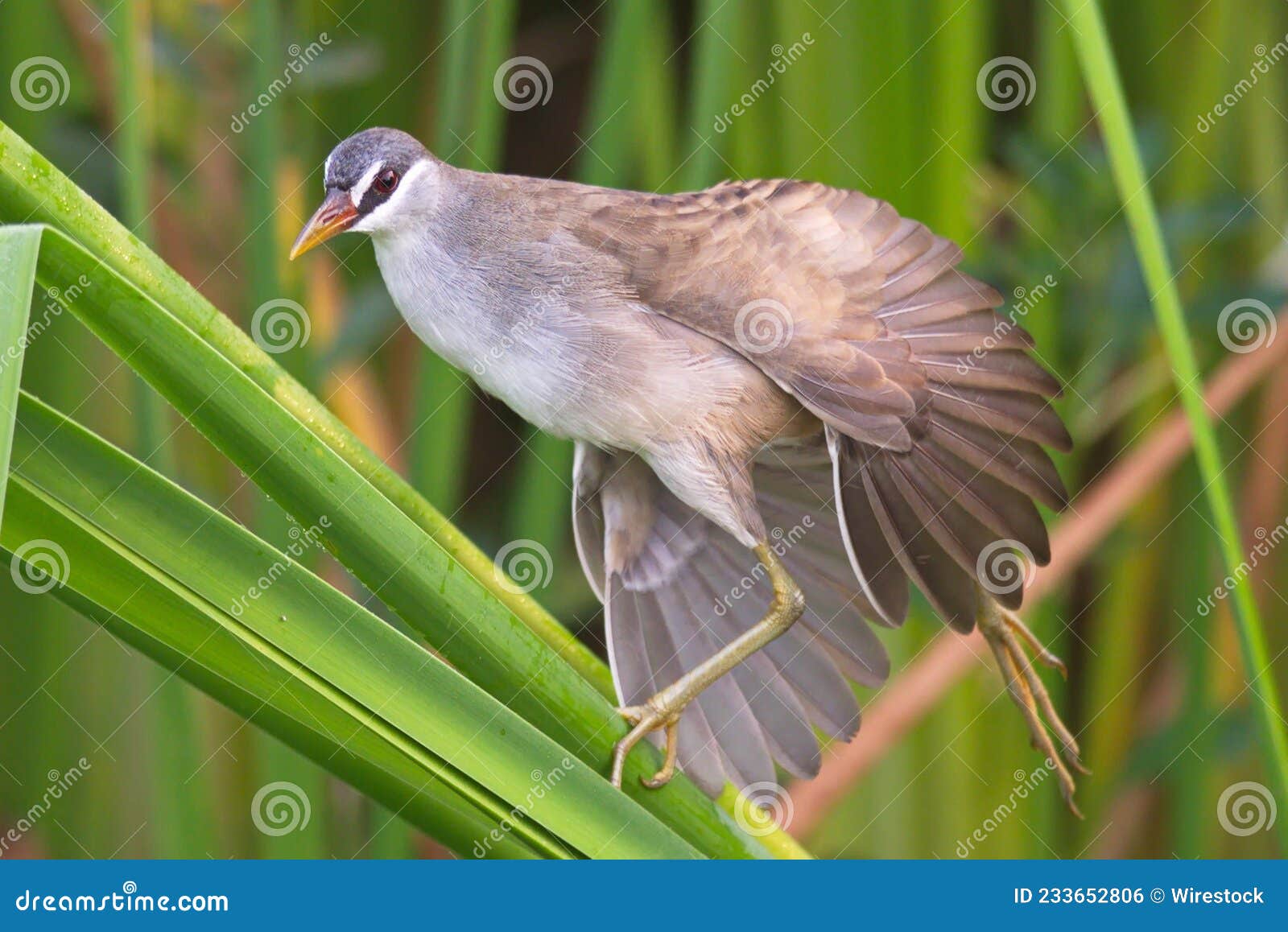 Crake and rail water birds stock photo. Image of baillons - 233652806