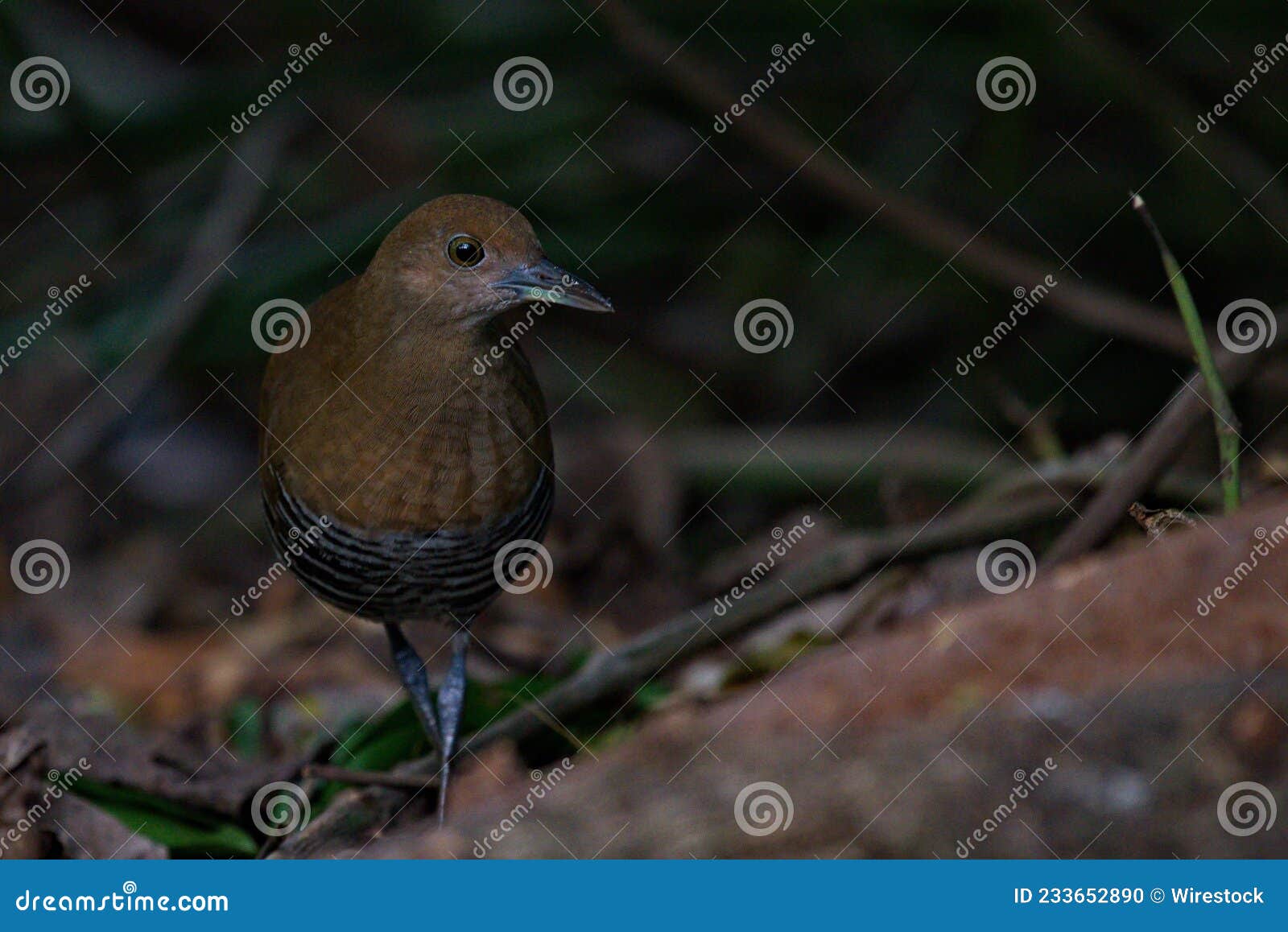 Crake and rail water birds stock photo. Image of nature - 233652890