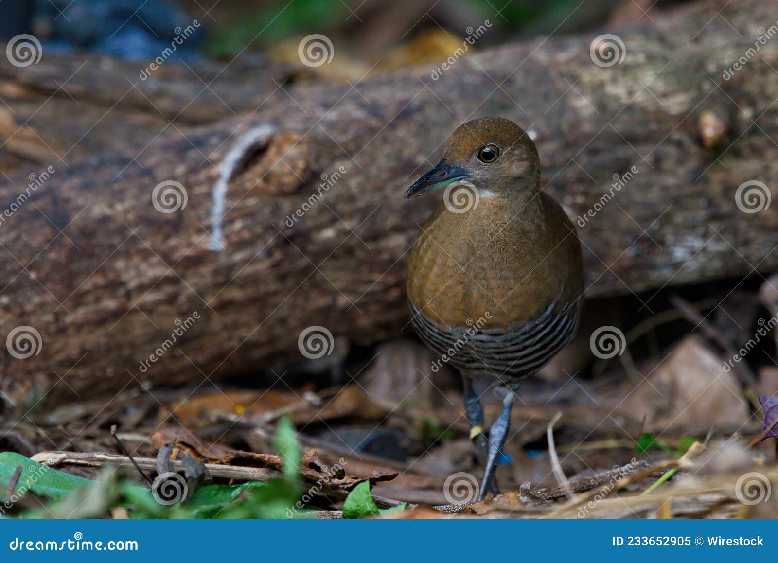 Crake and rail water birds stock image. Image of jungle - 233652905