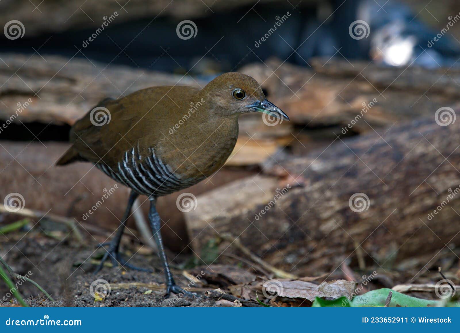 Crake and rail water birds stock image. Image of baillons - 233652911