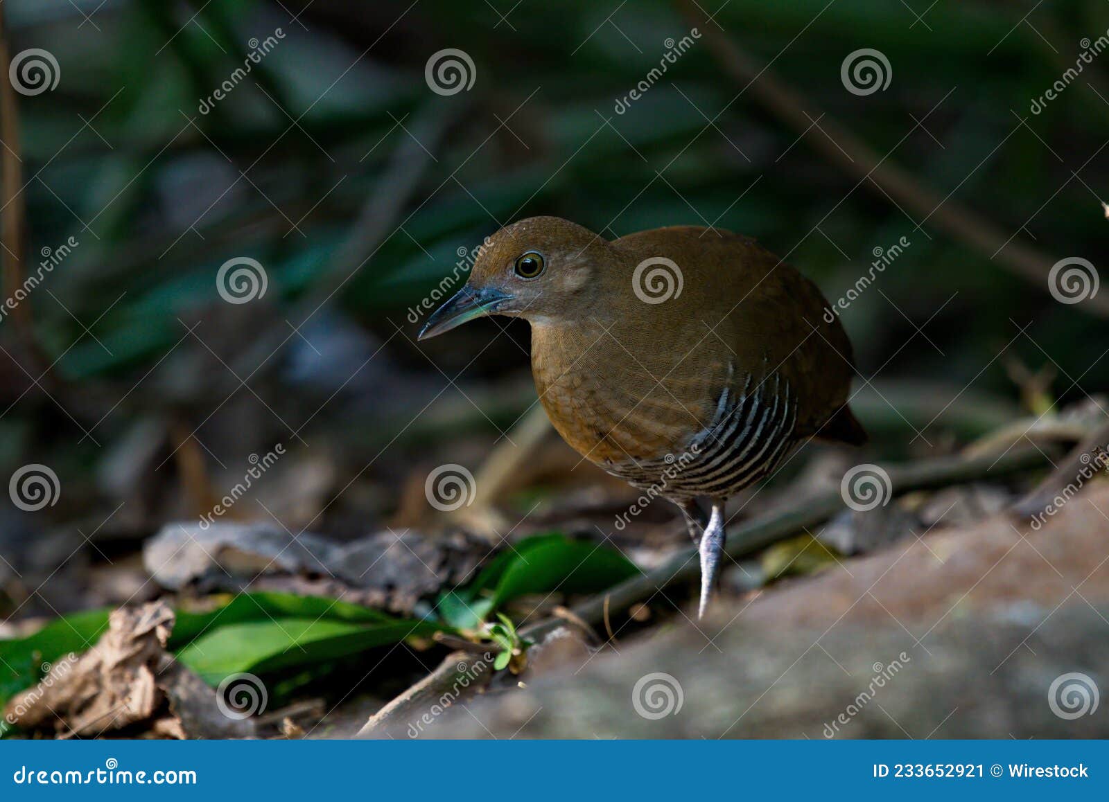 Crake and rail water birds stock image. Image of animal - 233652921