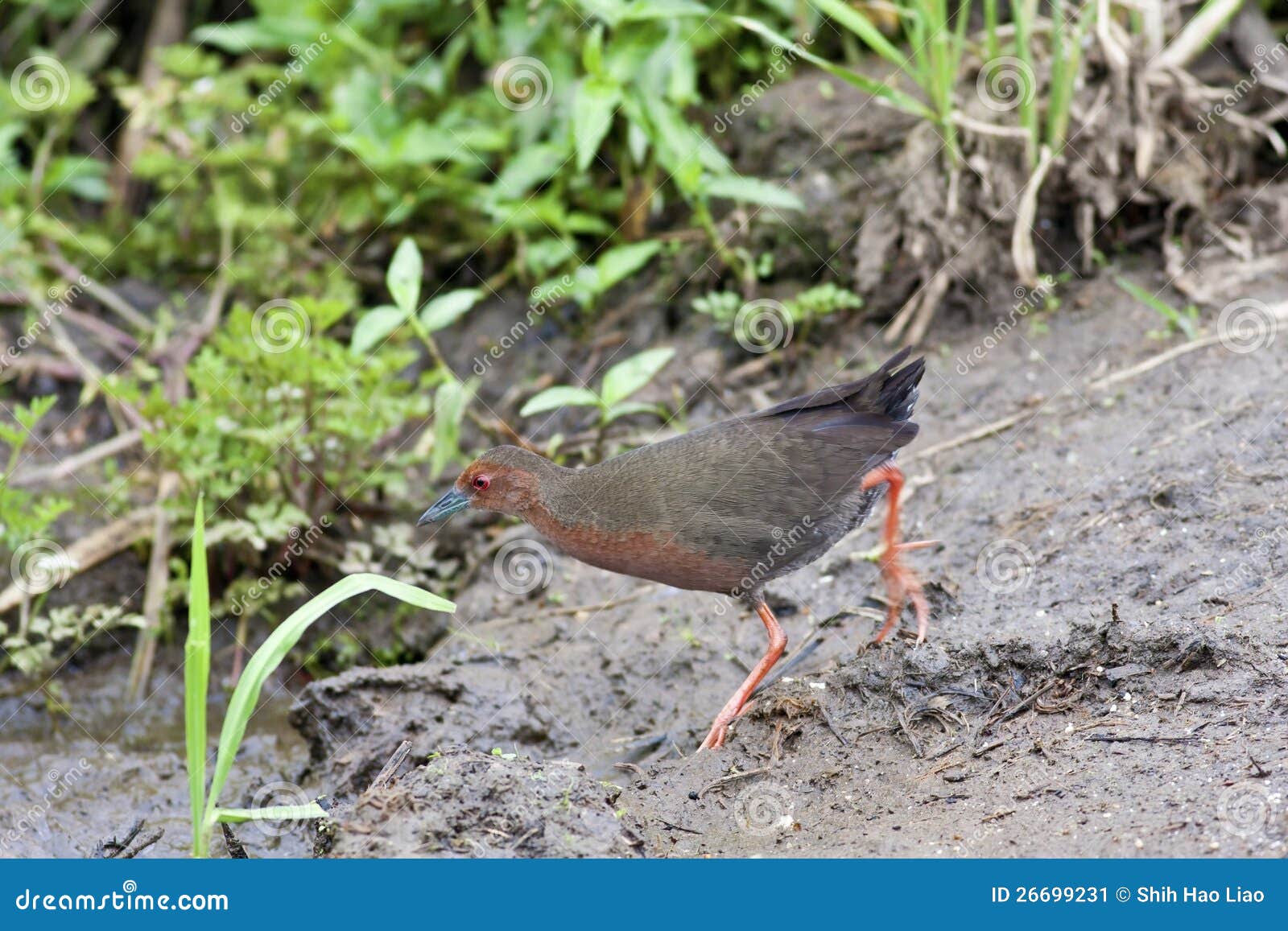 Crake Rubicundo-breasted imagen de archivo. Imagen de animal - 26699231
