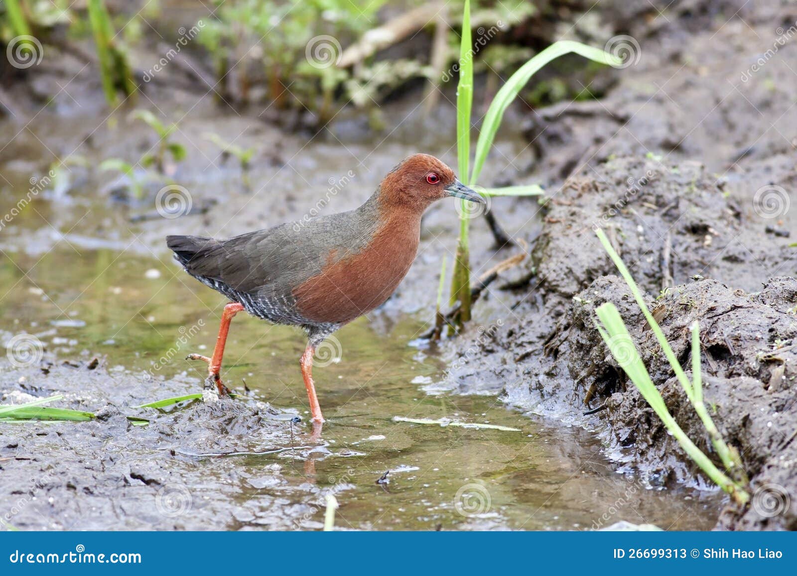 Crake Rubicundo-breasted imagen de archivo. Imagen de mensaje - 26699313