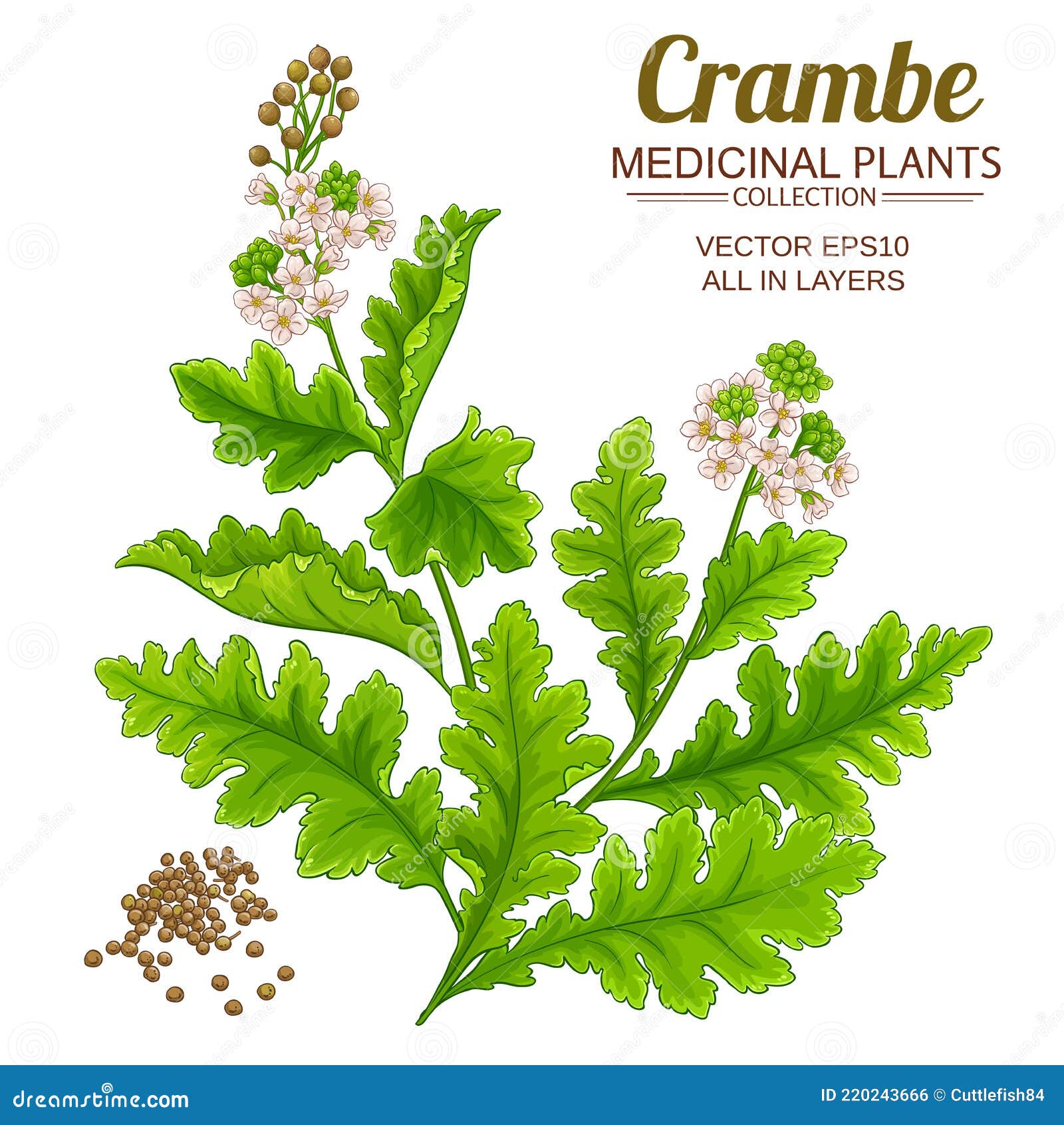 Crambe Plant Illustration on White Background Stock Vector ...