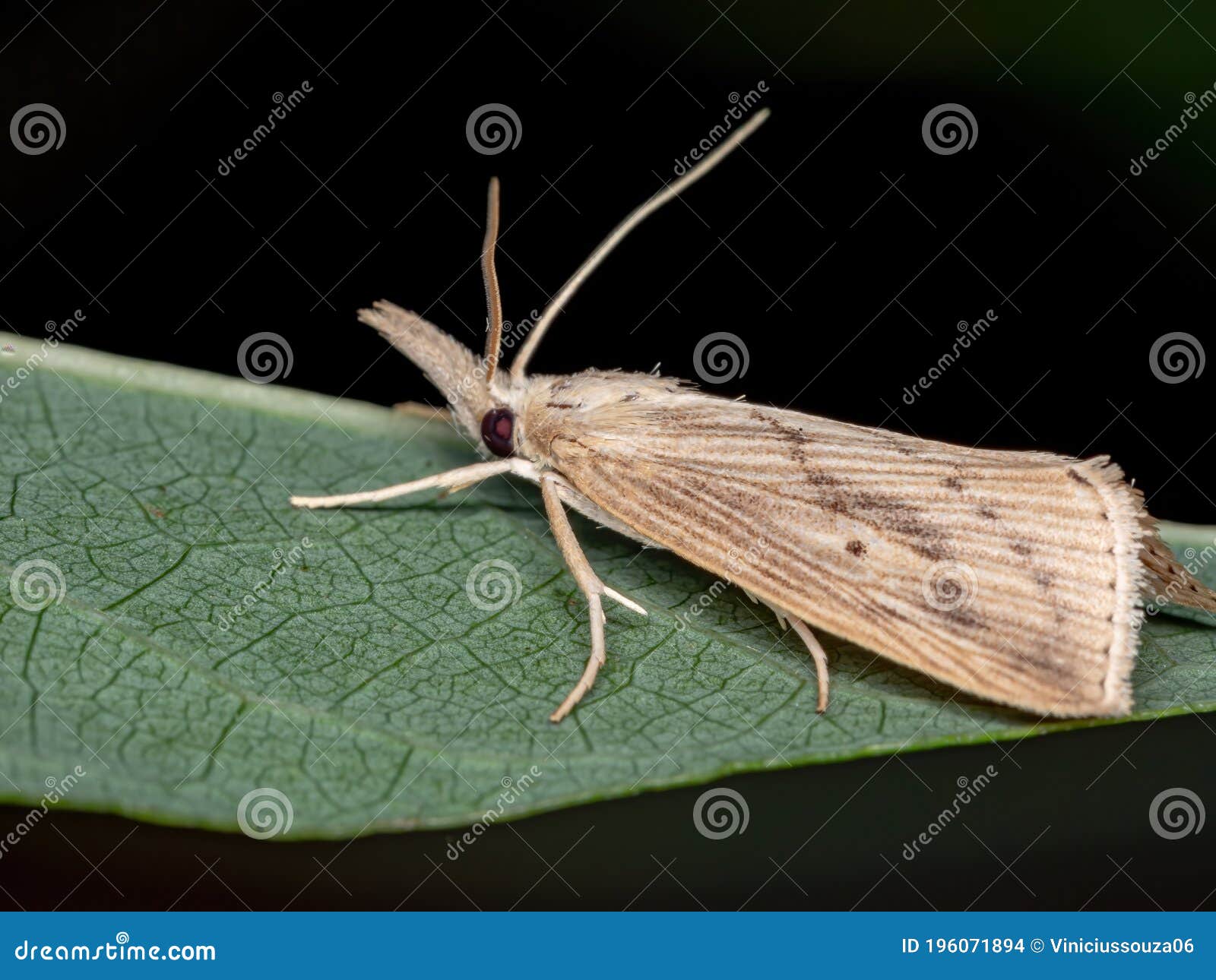 Crambid Snout Moth stock photo. Image of animal, closeup - 196071894