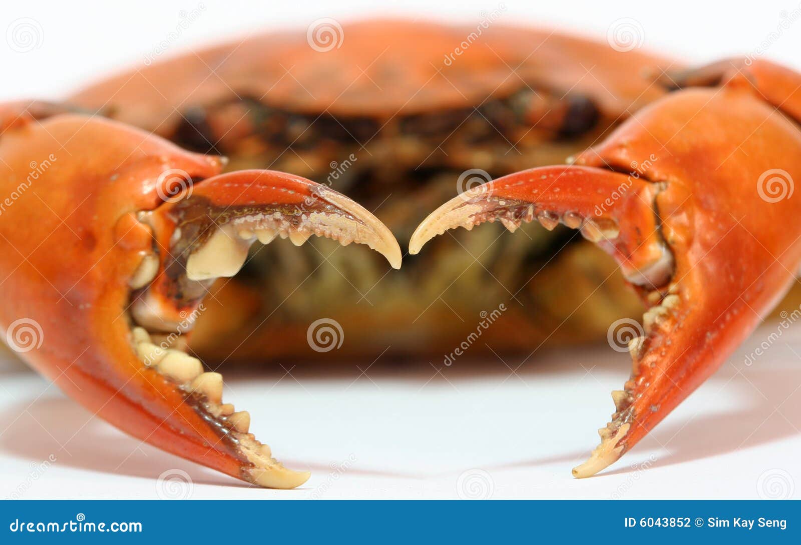 Cramp stock photo. Image of dinner, power, seafood, cook - 6043852