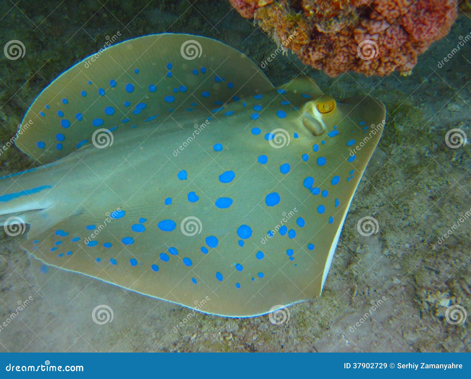 Cramp-fish stock image. Image of coral, journey, motion - 37902729