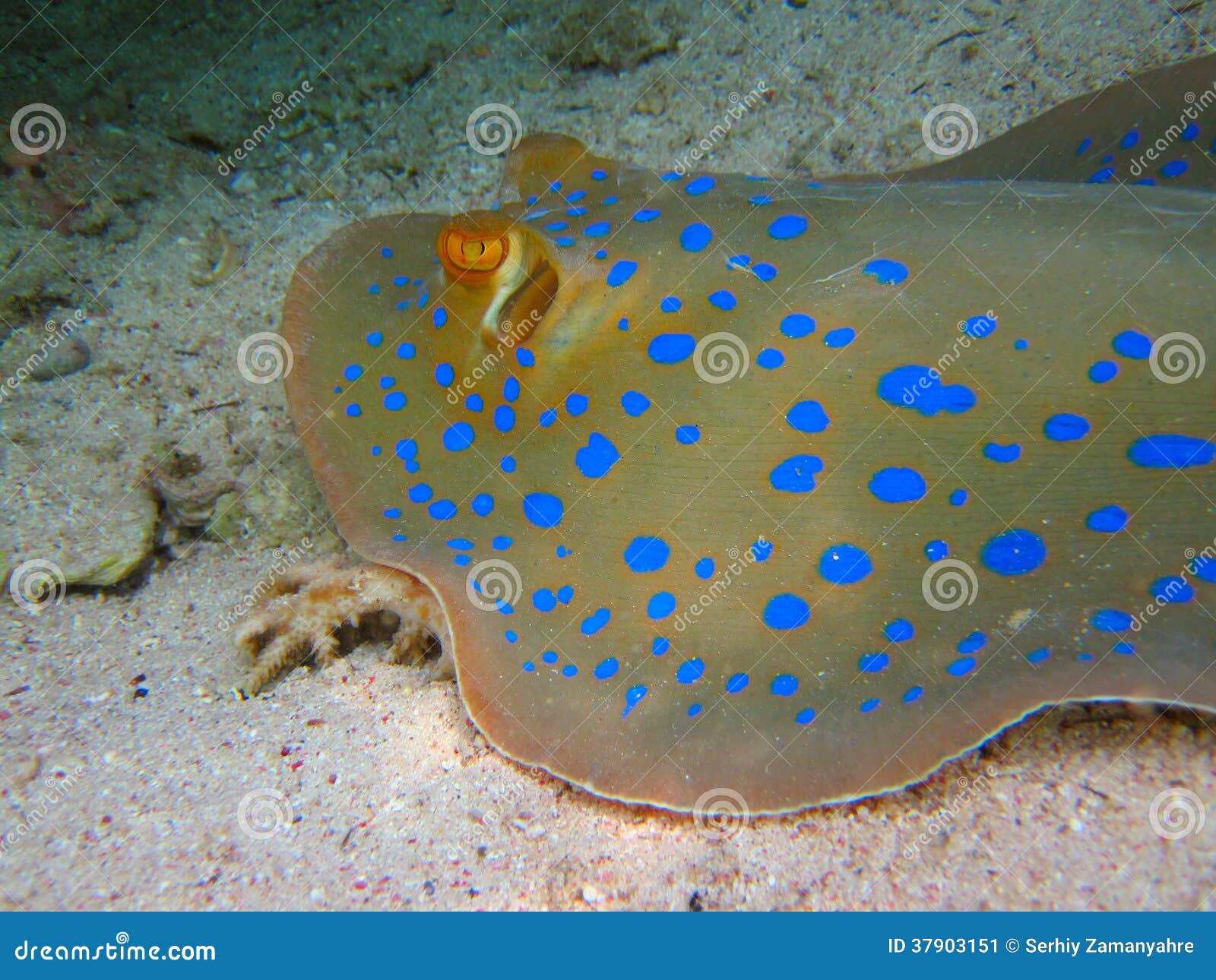 Cramp-fish stock image. Image of life, ocean, blue, animals - 37903151