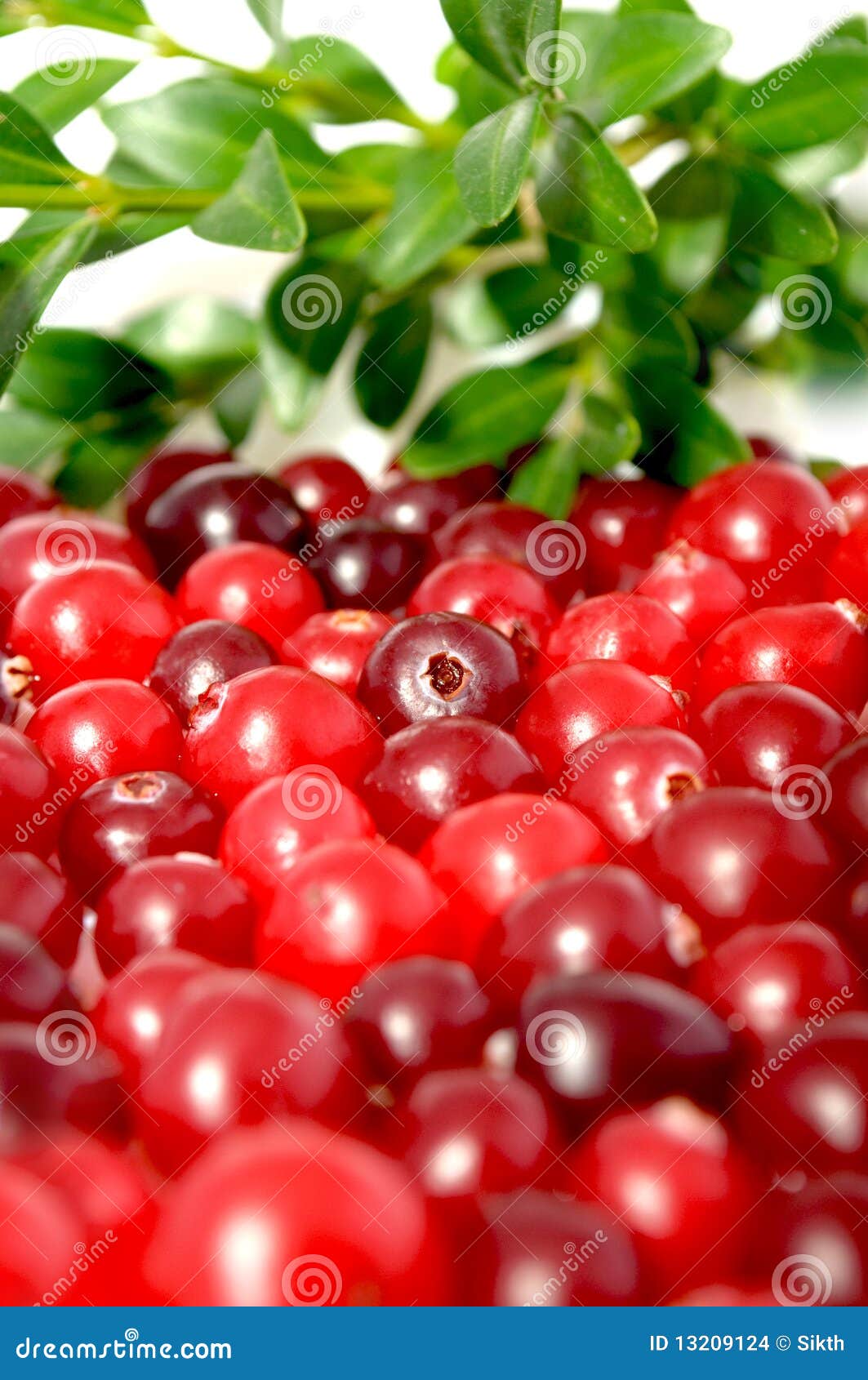 Cranberries stock photo. Image of dietary, fresh, healthful - 13209124