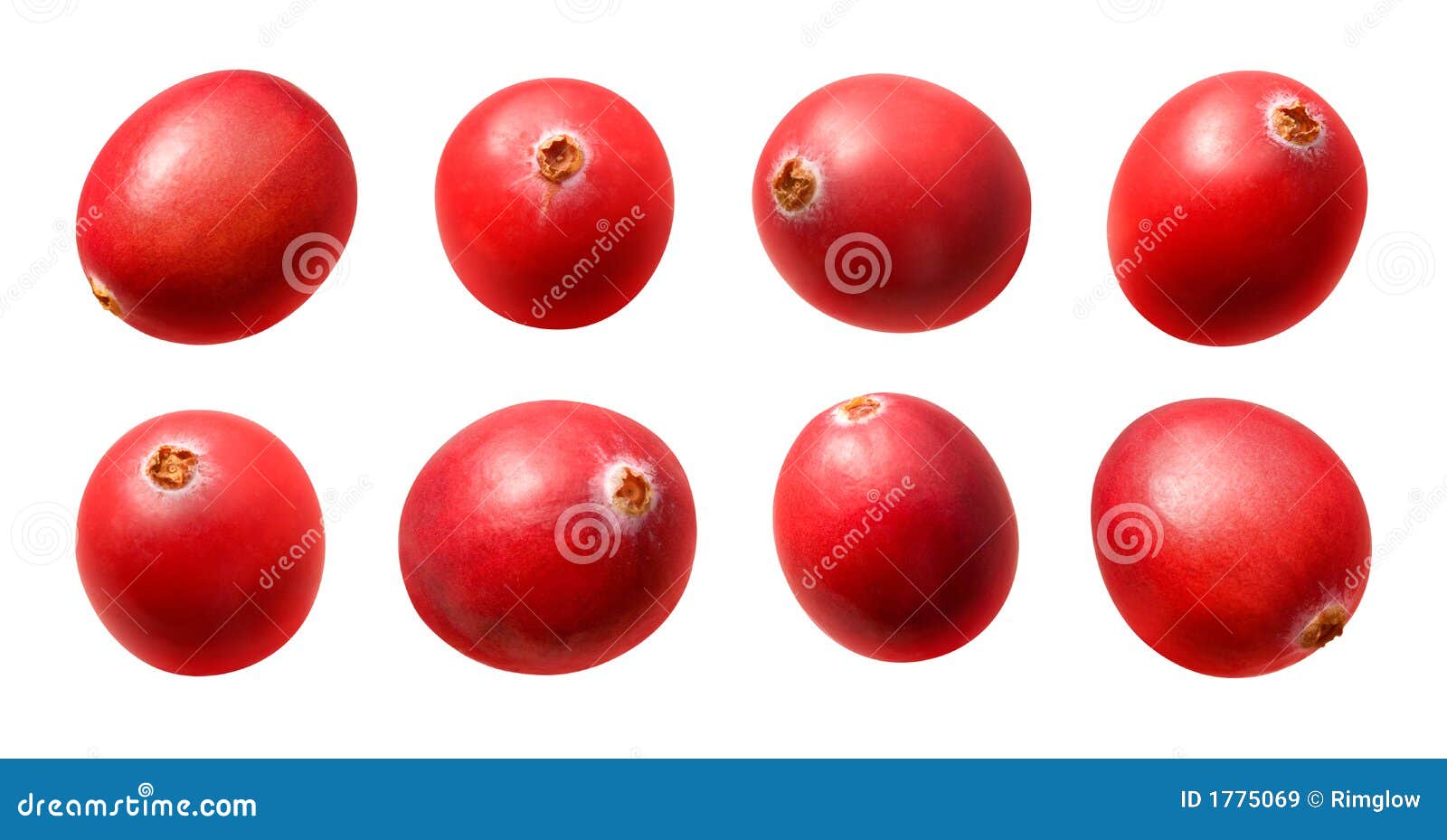 Cranberries stock image. Image of taste, organic, citrus - 1775069