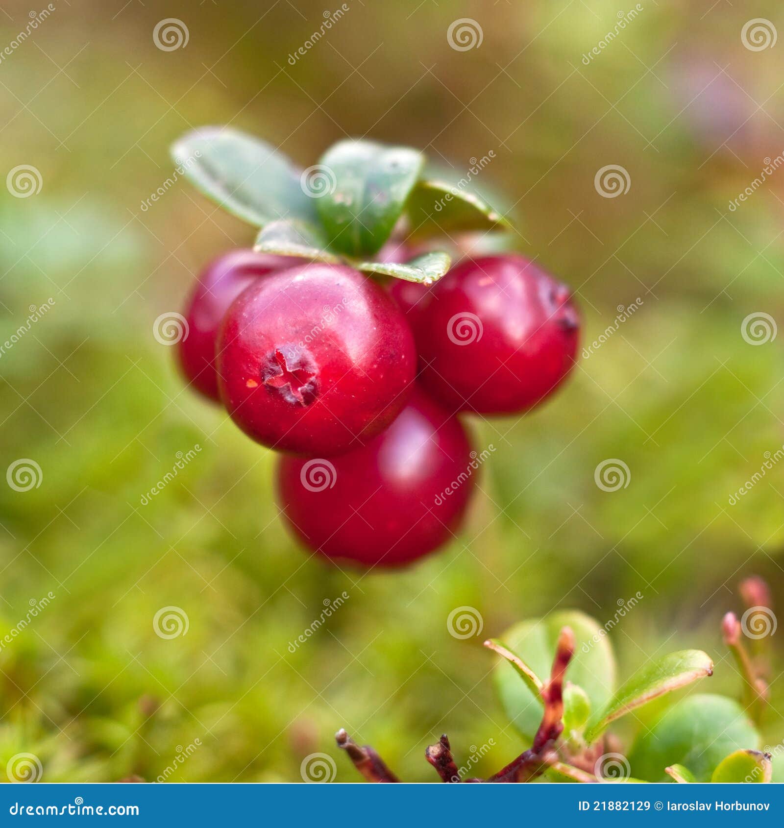 Cranberries stock image. Image of berries, branch, green - 21882129