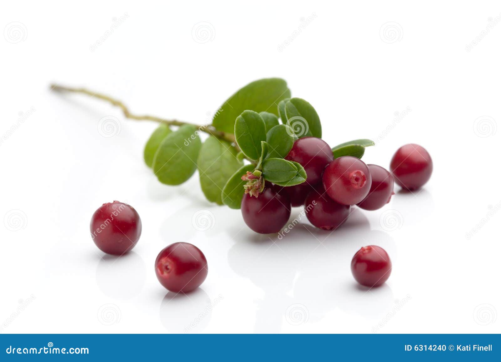 Cranberries stock photo. Image of organic, cowberries - 6314240