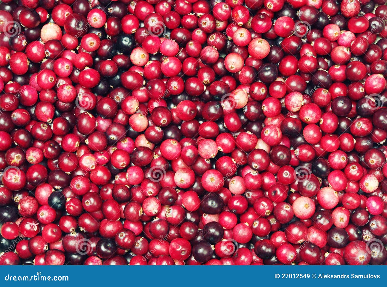 Cranberries Background Texture Stock Image | CartoonDealer.com #190881613