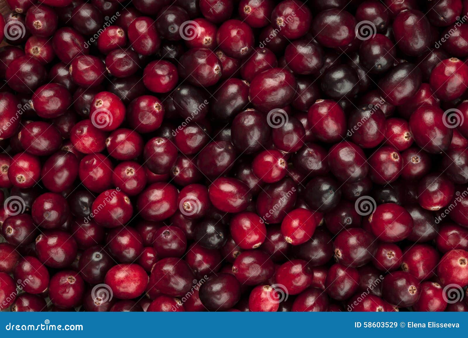 Cranberries background stock image. Image of ripe, fresh - 58603529