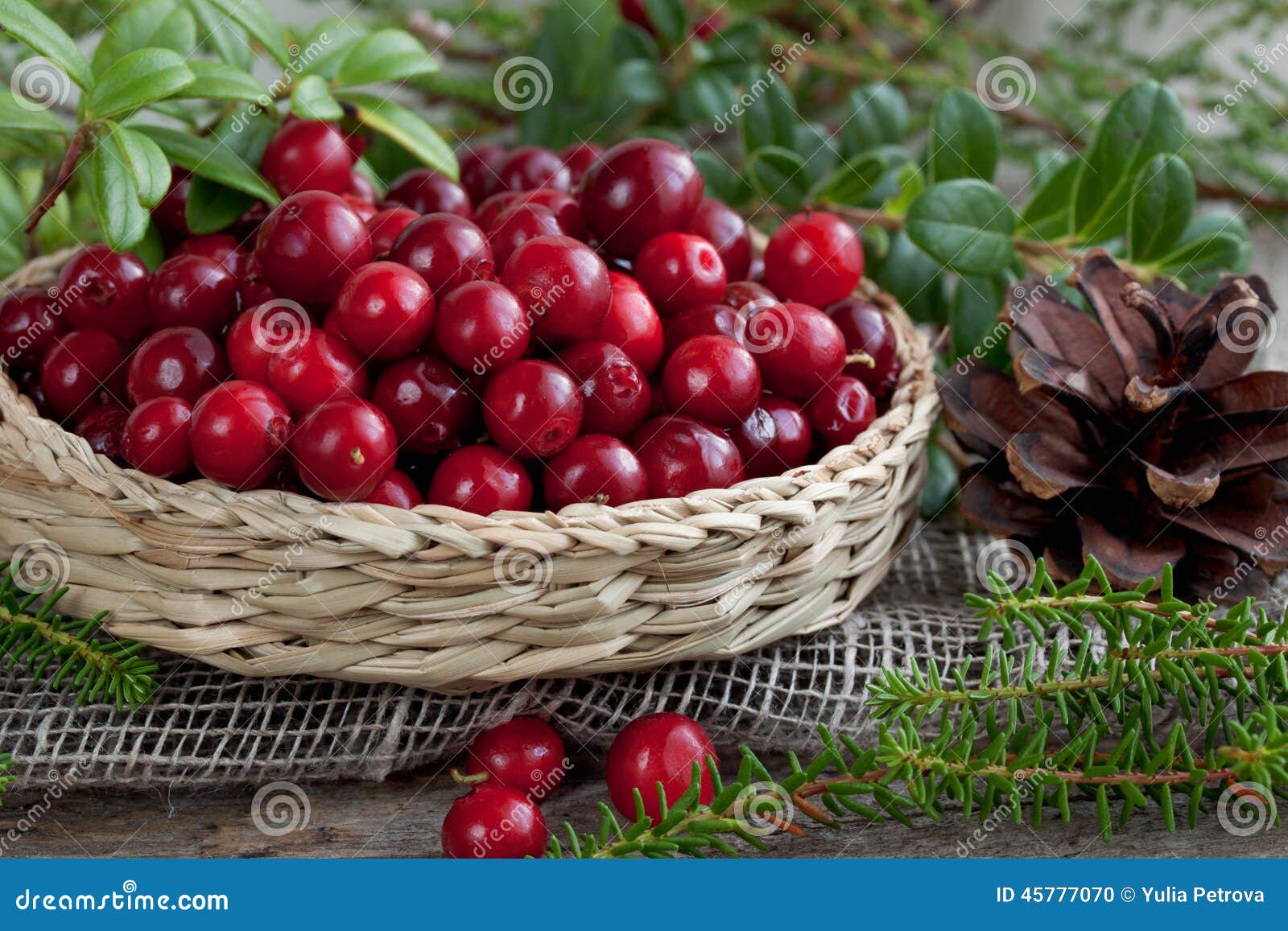 Cranberries in a Basket on a Table Stock Photo - Image of fall, fresh ...