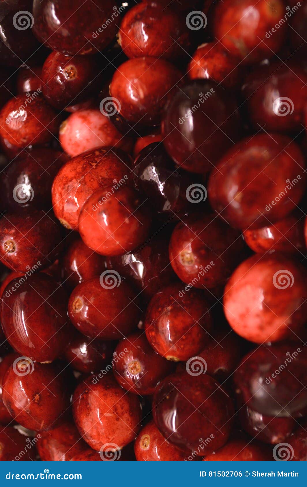 Cranberries close-up stock photo. Image of healthy, thanksgiving - 81502706