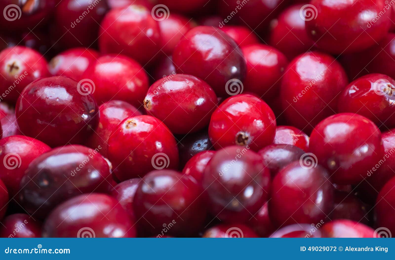 Cranberries stock photo. Image of health, food, fruit - 49029072