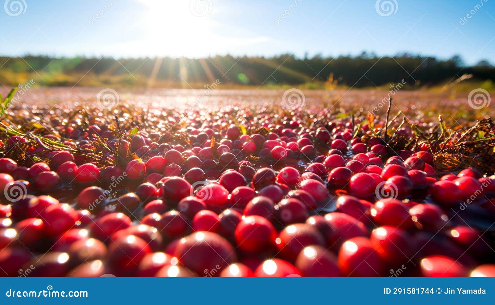 Cranberries on the Field. Cranberries in the Fall Stock Illustration ...