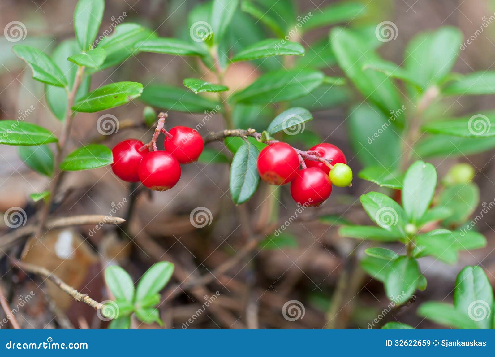 Cranberries in forest stock image. Image of leaves, cranberry - 32622659