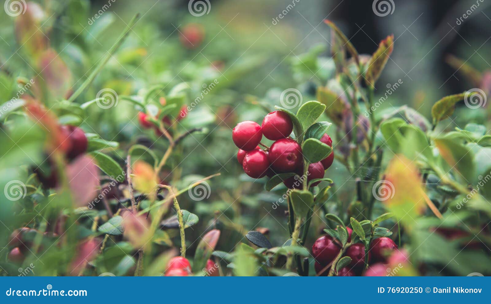 Cranberries in the forest stock photo. Image of natural - 76920250