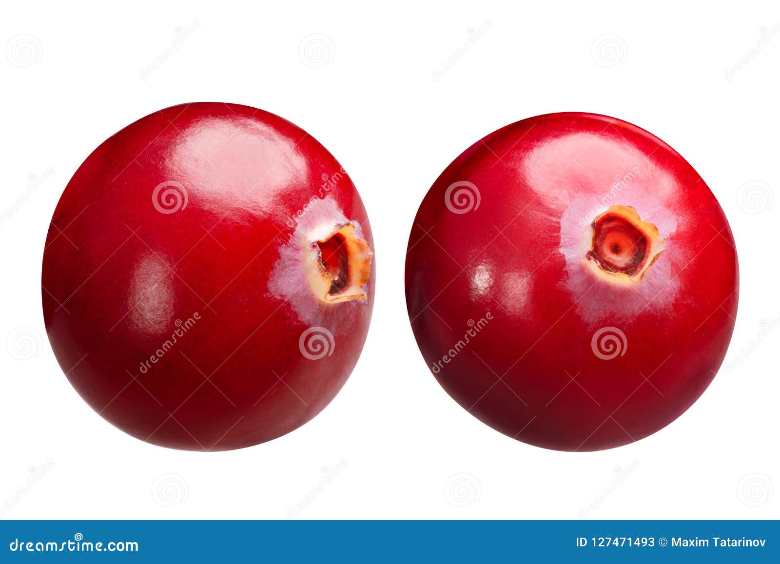 Cranberries V. Oxycoccus Singles, Paths Stock Image - Image of edible ...