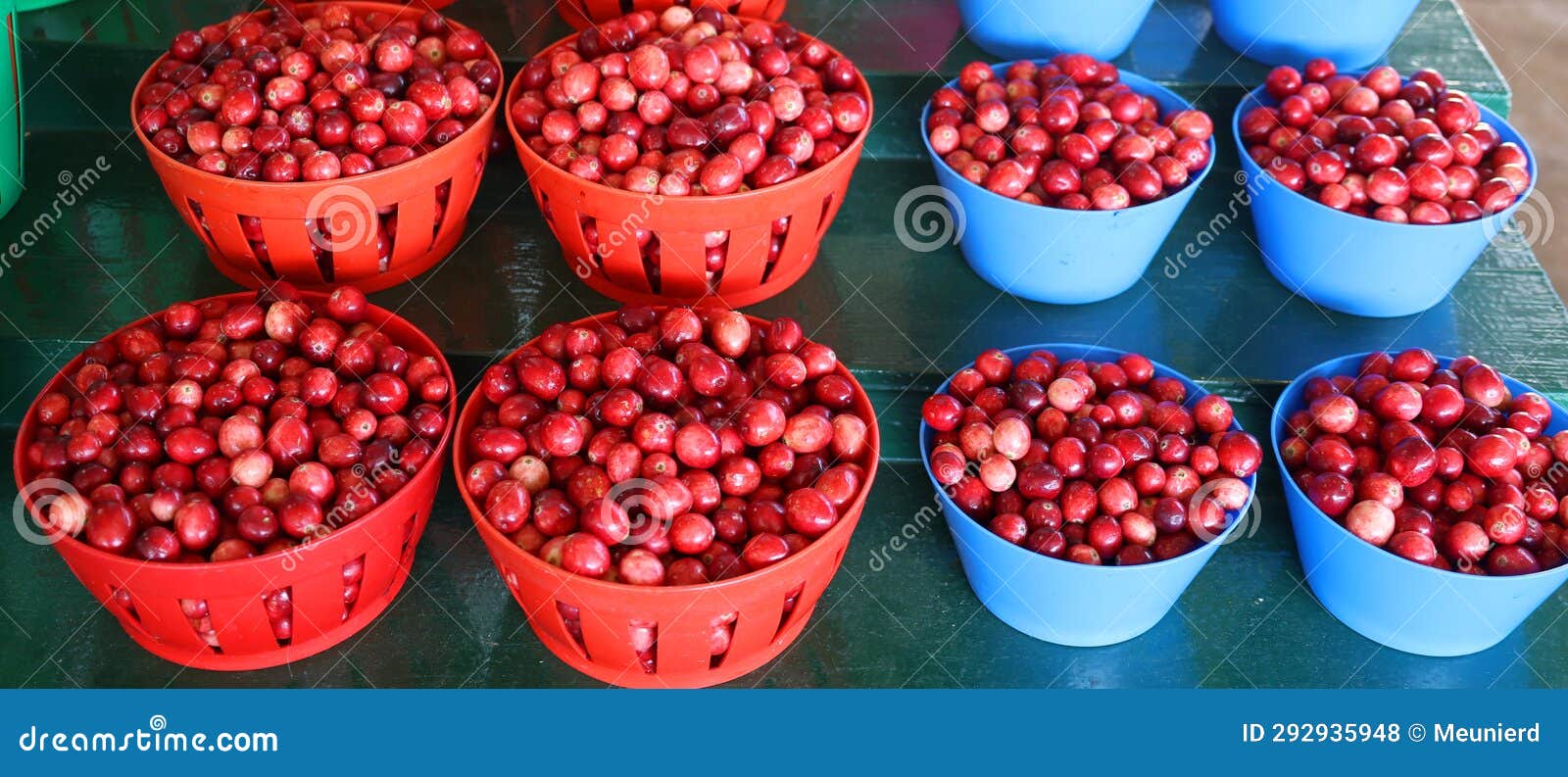 Dwarf Shrubs And Rhododendrons Are The Basis Of Taiga. Vegetation Of ...