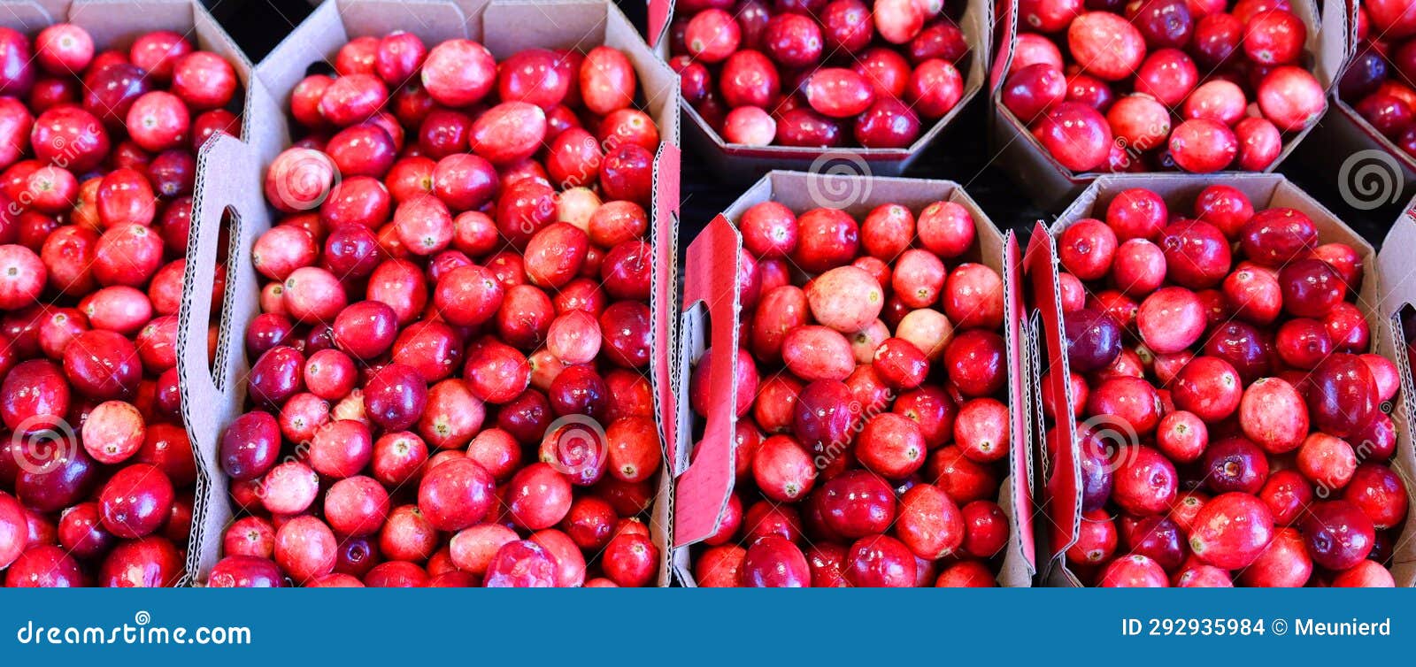 Dwarf Shrubs And Rhododendrons Are The Basis Of Taiga. Vegetation Of ...