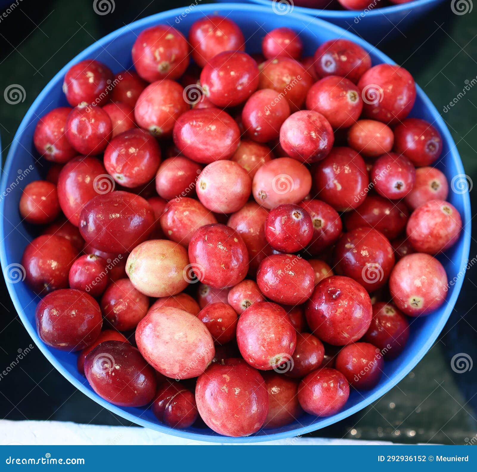 Dwarf Shrubs And Rhododendrons Are The Basis Of Taiga. Vegetation Of ...